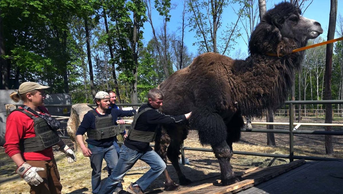 Bartholomewtown - Checkpoint Zoo Director Joshua Zeman - newportFILM